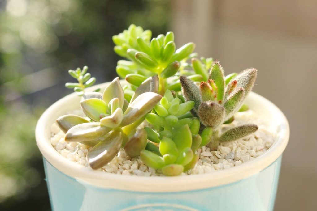 初心者でも育てられる！多肉植物のおすすめ3選と育て方のポイントを解説 | PrettyOnline