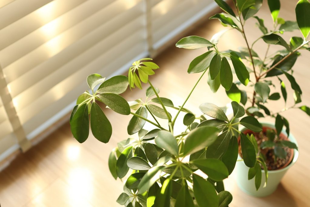 100均の観葉植物を大きく育てよう！選び方や育て方のコツ、おすすめ品種を紹介 | PrettyOnline