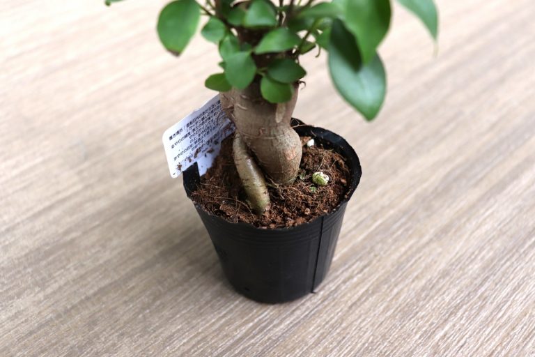 100均の観葉植物を大きく育てよう！選び方や育て方のコツ、おすすめ品種を紹介 | PrettyOnline