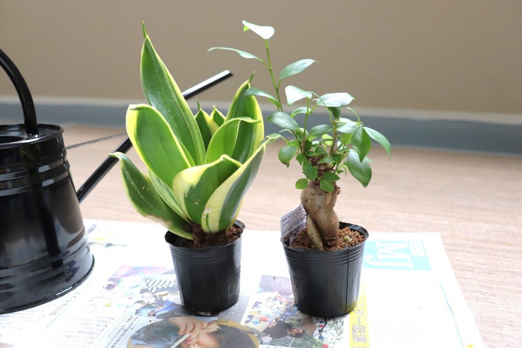 100均の観葉植物を大きく育てよう！選び方や育て方のコツ、おすすめ品種を紹介 | PrettyOnline