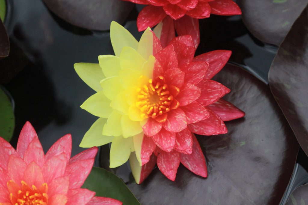 【滋賀・草津】150種以上のスイレンが見頃！年に数回しか咲かない品種も | PrettyOnline