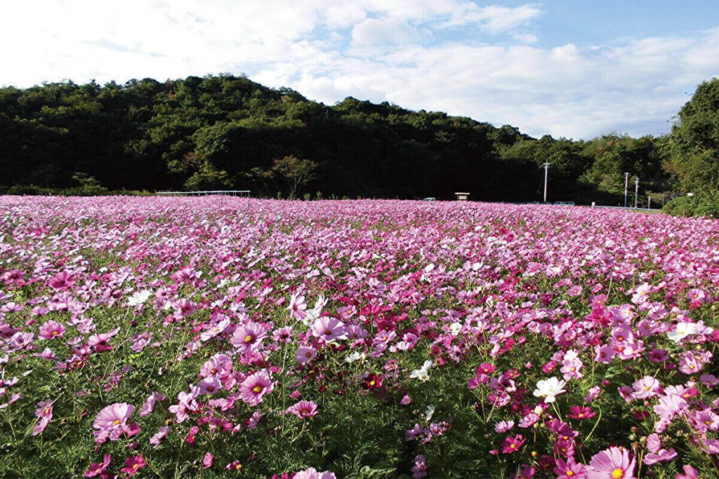 【2025】和歌山のコスモス畑おすすめ9選！見頃や穴場スポットも紹介 | PrettyOnline