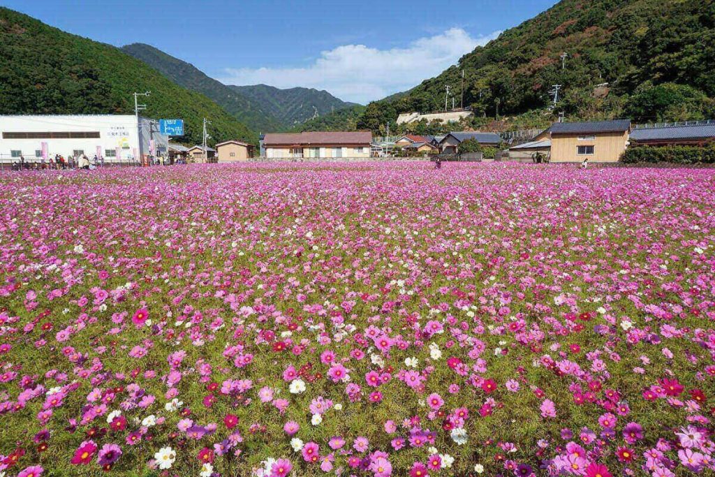 【和歌山】コスモスの花が見られる絶景スポット10選！見頃や料金も紹介 | PrettyOnline