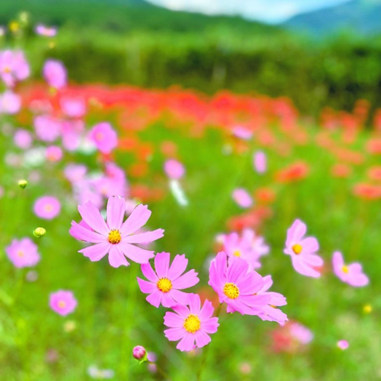 【能勢の観光スポット10選】自然あふれる大阪のてっぺんへお出かけしよう！ | PrettyOnline