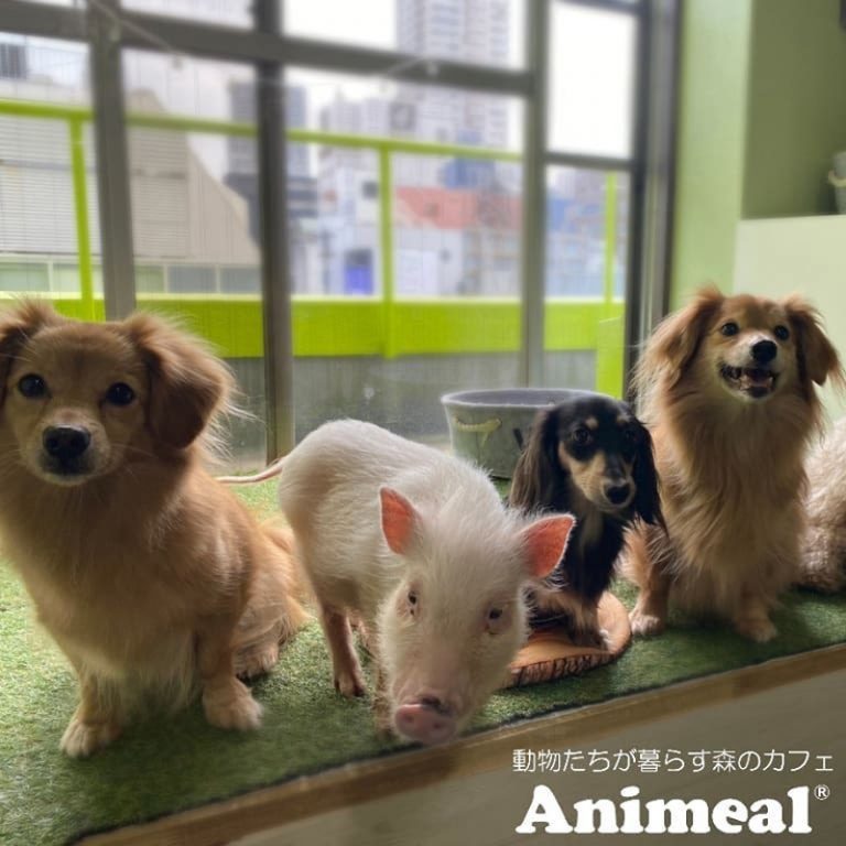 大阪の犬カフェおすすめ11選！柴犬やサモエドに癒される人気ドッグカフェ | PrettyOnline