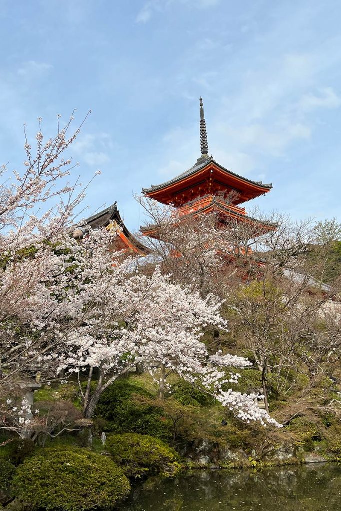 大阪や京都の桜の見頃はいつ？ウェザーマップが「さくら開花予想」発表 | PrettyOnline